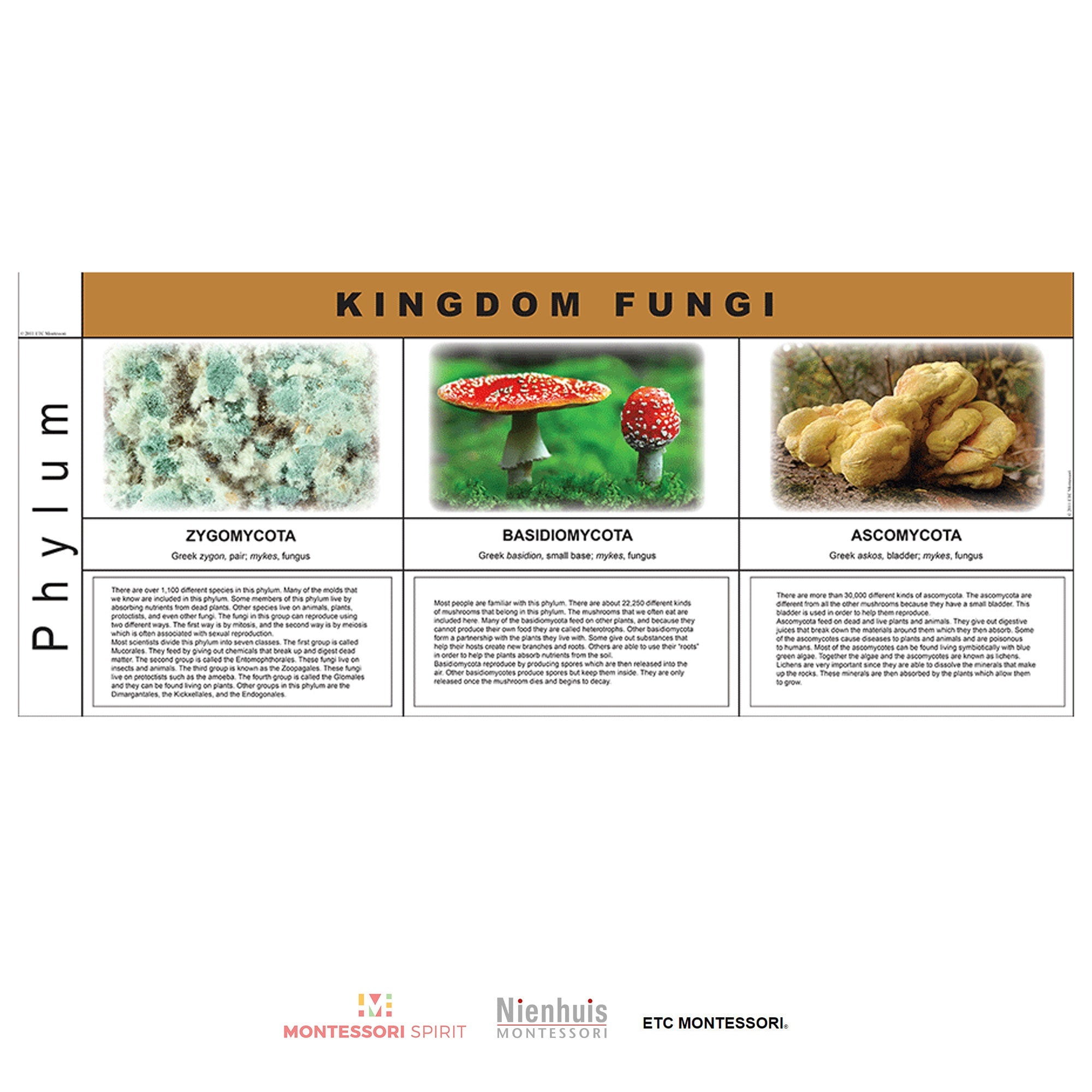 Montessori Materials Fungi Kingdom Chart